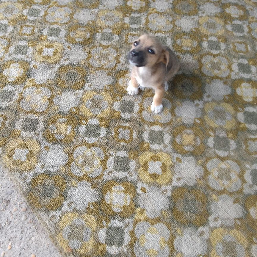 Собака в добрые руки отдам бесплатно