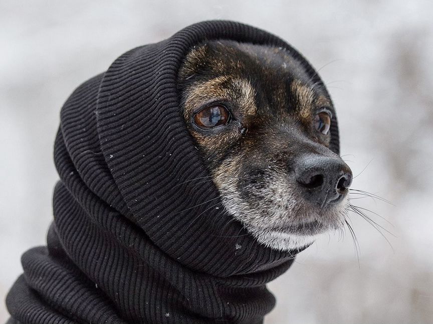 Снуды для собак