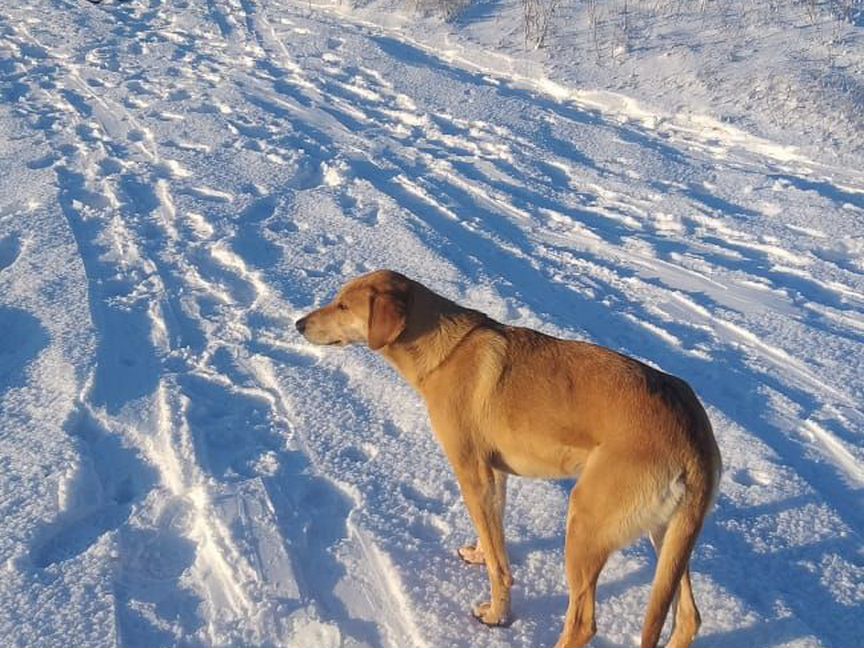 Продажа русских гончих