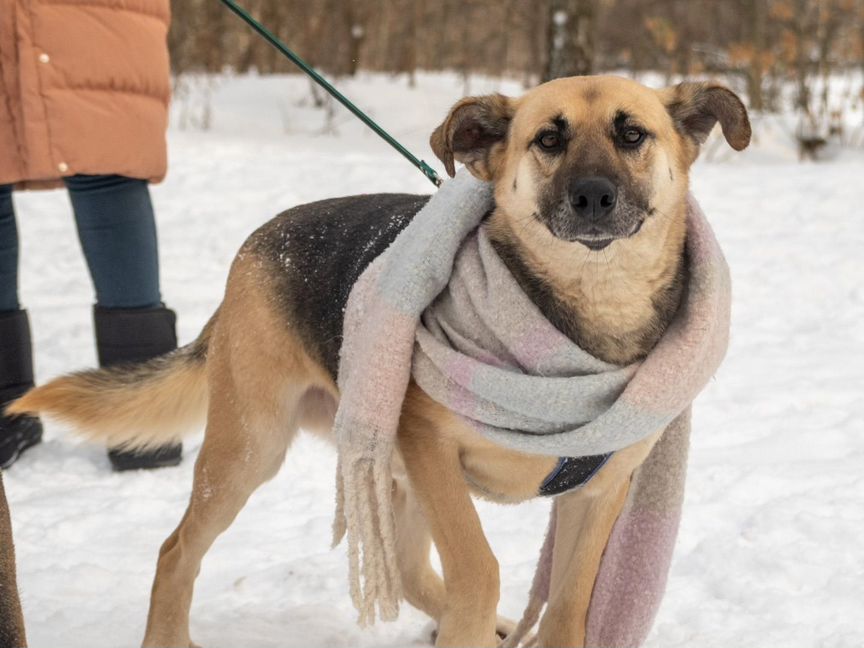 Собака мальчик Клайд бесплатно