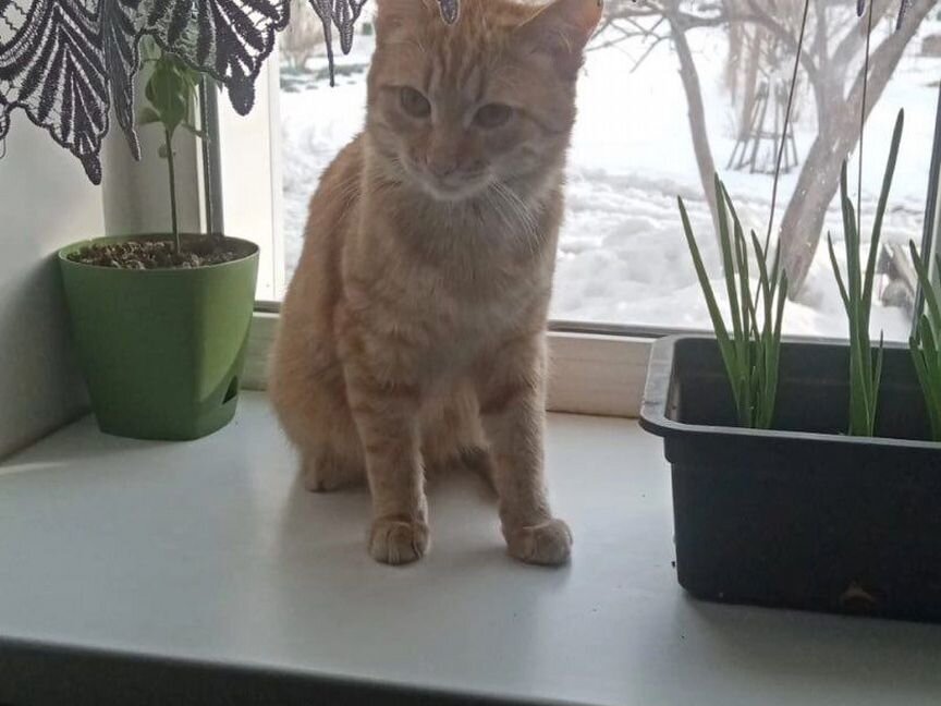 Кот в добрые руки