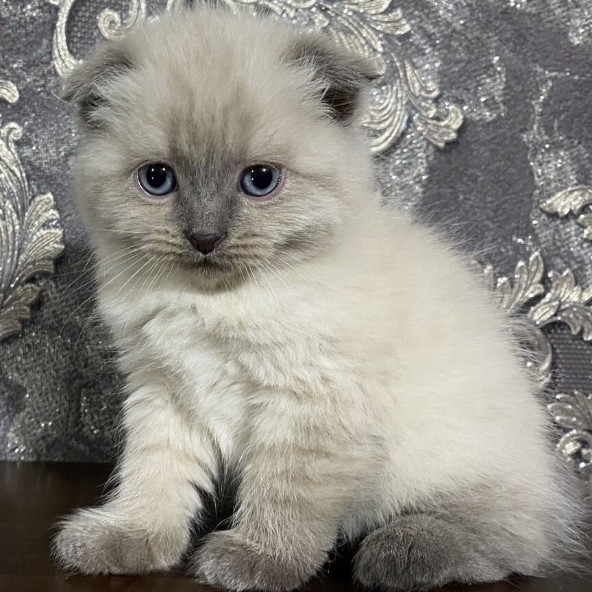 Шотландский вислоухий короткошёрстный котёнок