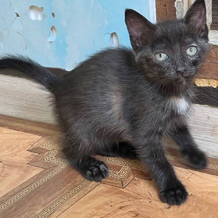 Котёнок в добрые руки