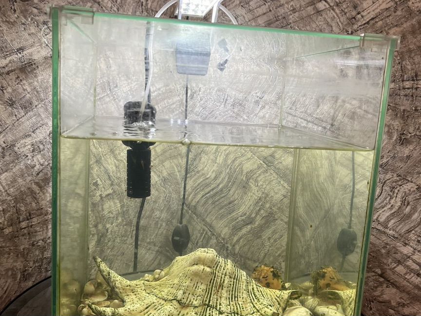 Аквариум 18 литров с креветками+прилипала