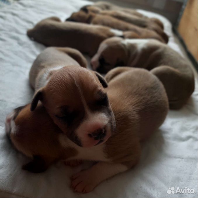 Щенки стаффорда с документами