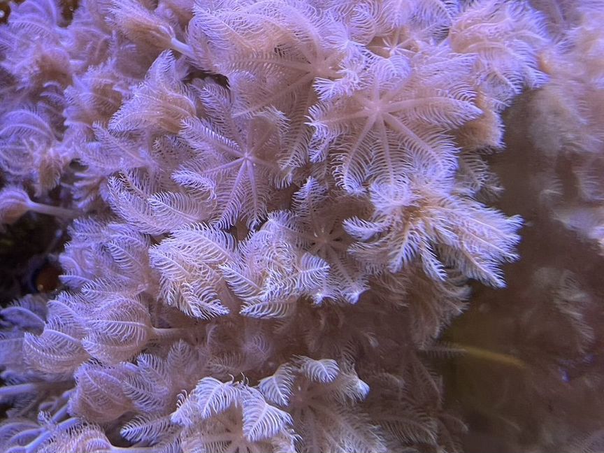 Ксения пульсирующая