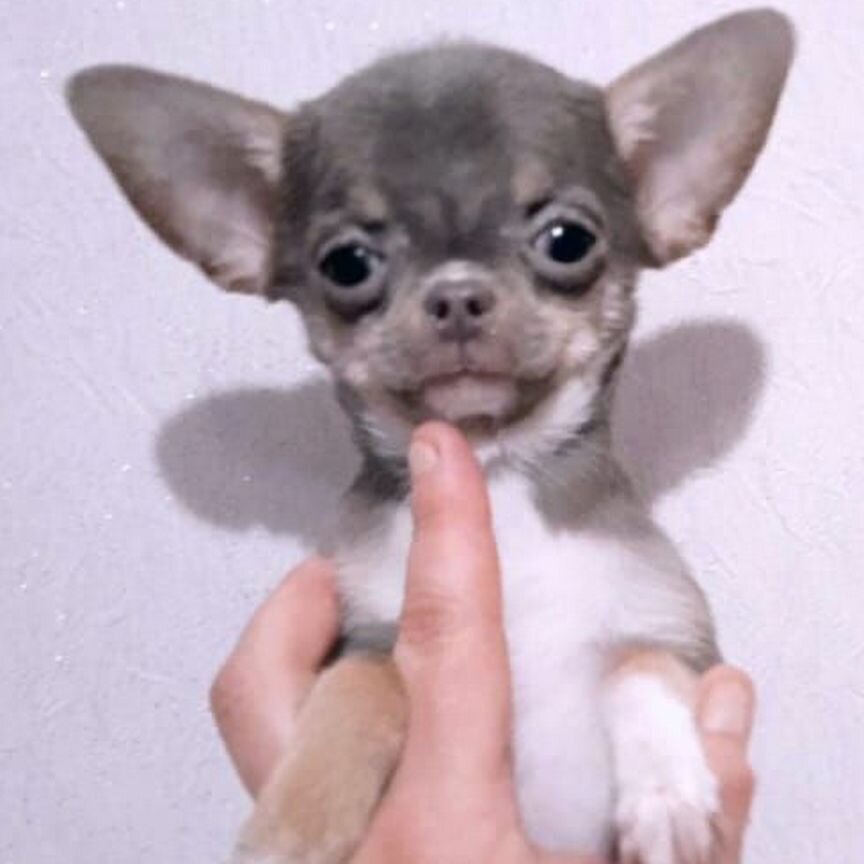 Мини девочка