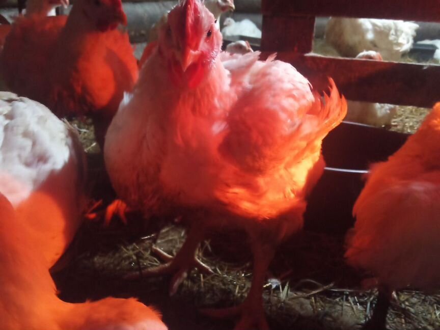 Продам Бролеров