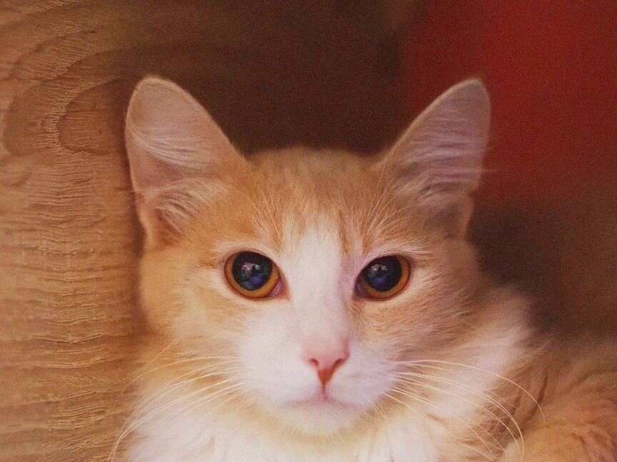 Рыжий полосатый сибирский кот в добрые руки