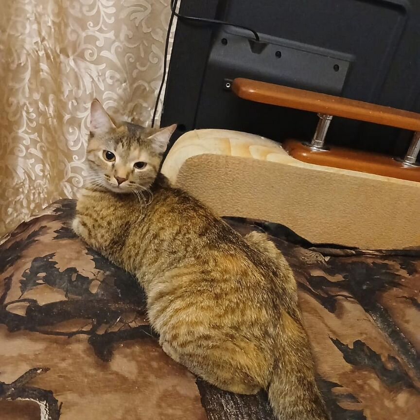 Кошки