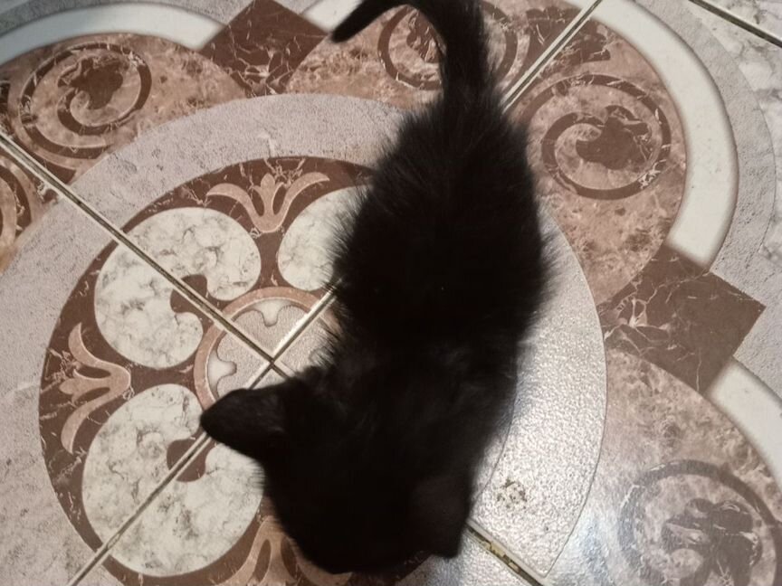 Кошка