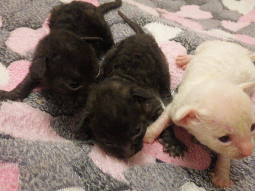 Корниш-рекс котята резерв