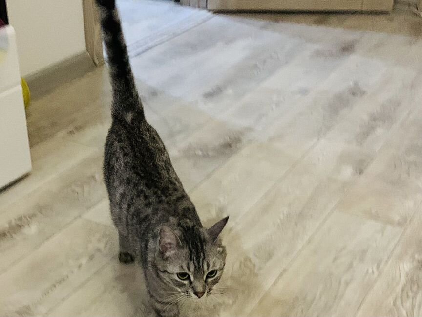 Отдам стерелизованную кошку