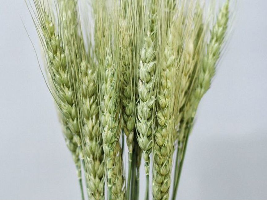 Сухоцветы Пшеница, лён, флум, овёс, рожь