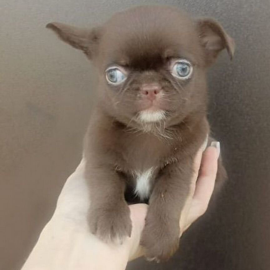 Чихуахуа горький шоколад курносый