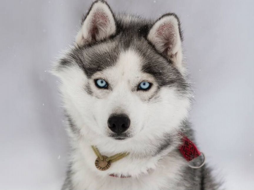 Хаски Лулу ищет дом собака