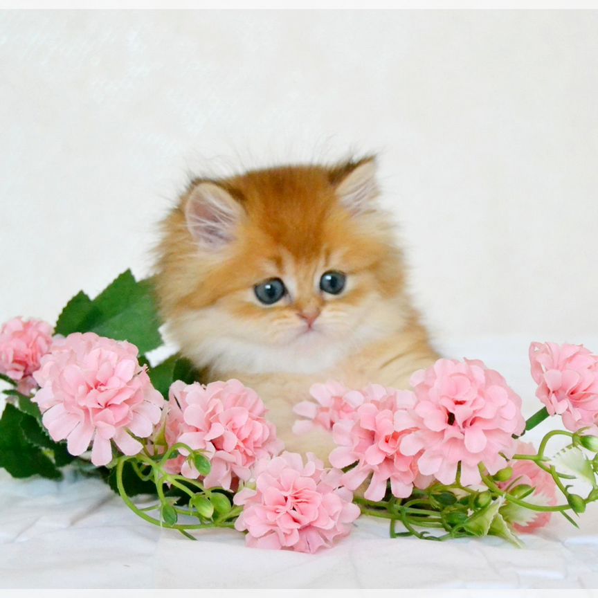 Котята золотая шиншилла