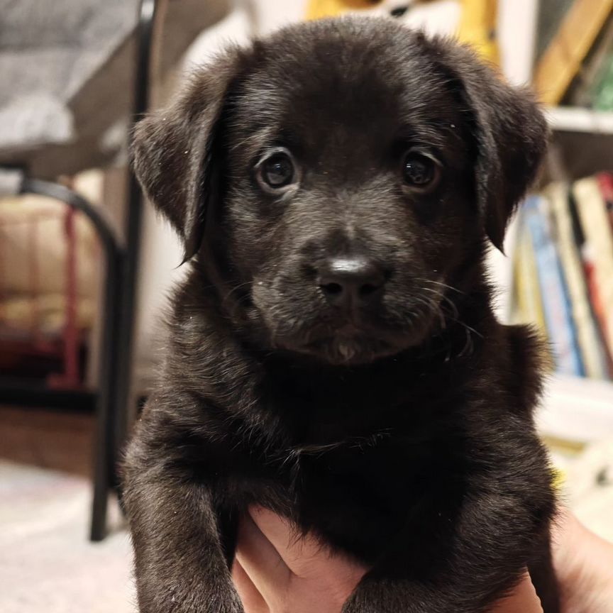 Мальчик щенок в добрые руки