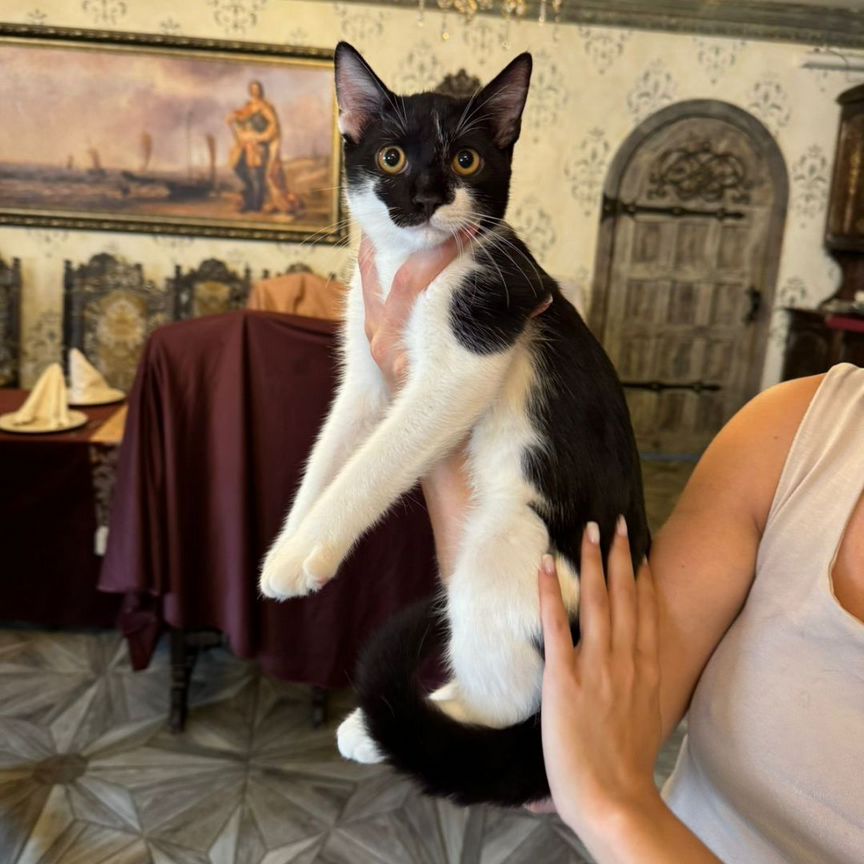 Котенок в добрые руки