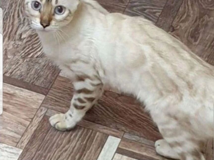 Бенгальская кошка ищет дом