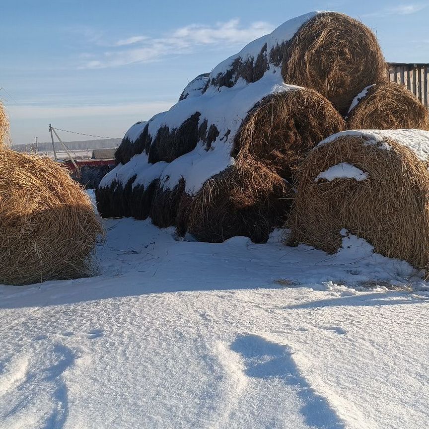 Продам сено в рулонах