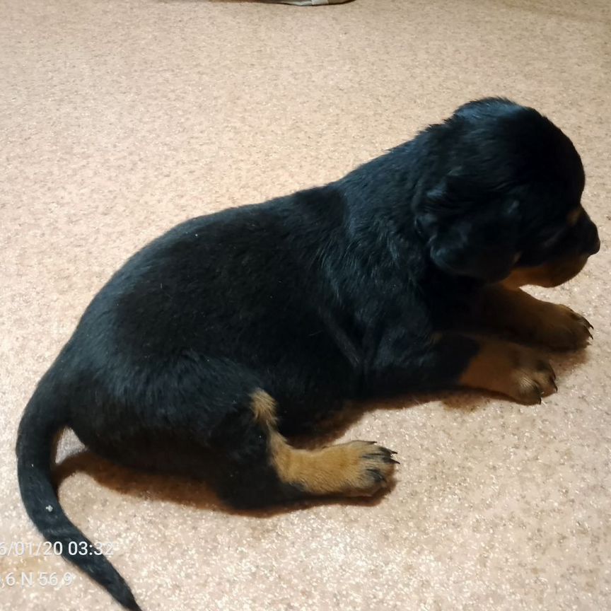 Ротвейлер, щенок