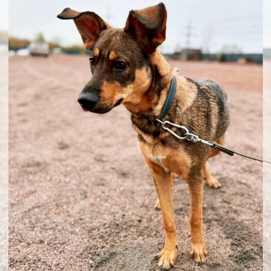 Щенок в добрые руки