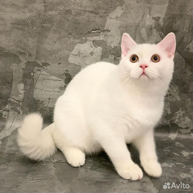 Белый британский котенок (м)