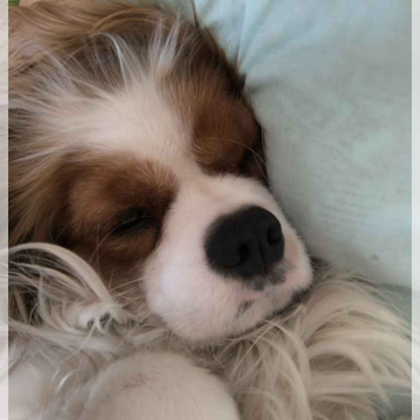 Кавалер кинг-чарльз-спаниель, взрослый пёс