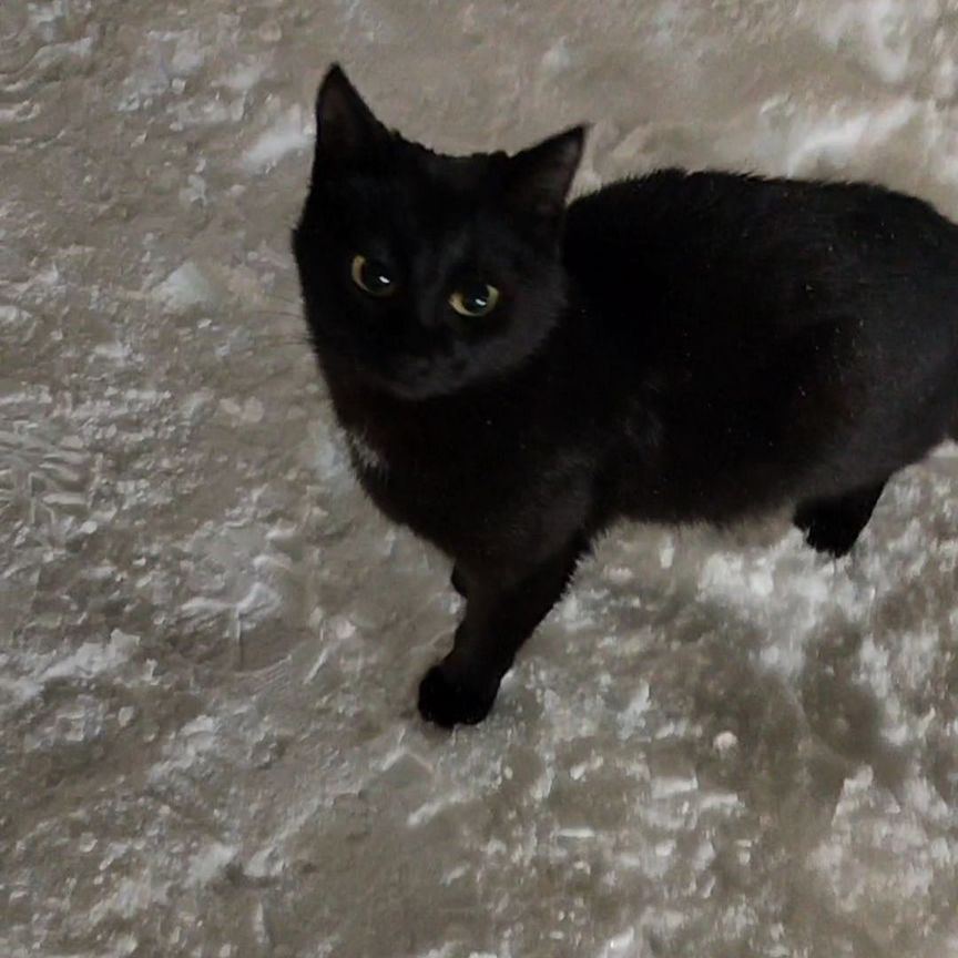 Кошка замерзает