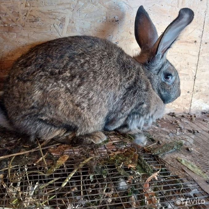 Кролики породы великан
