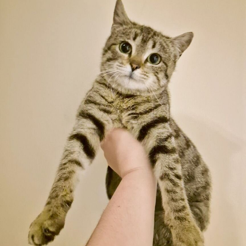 Котёнок