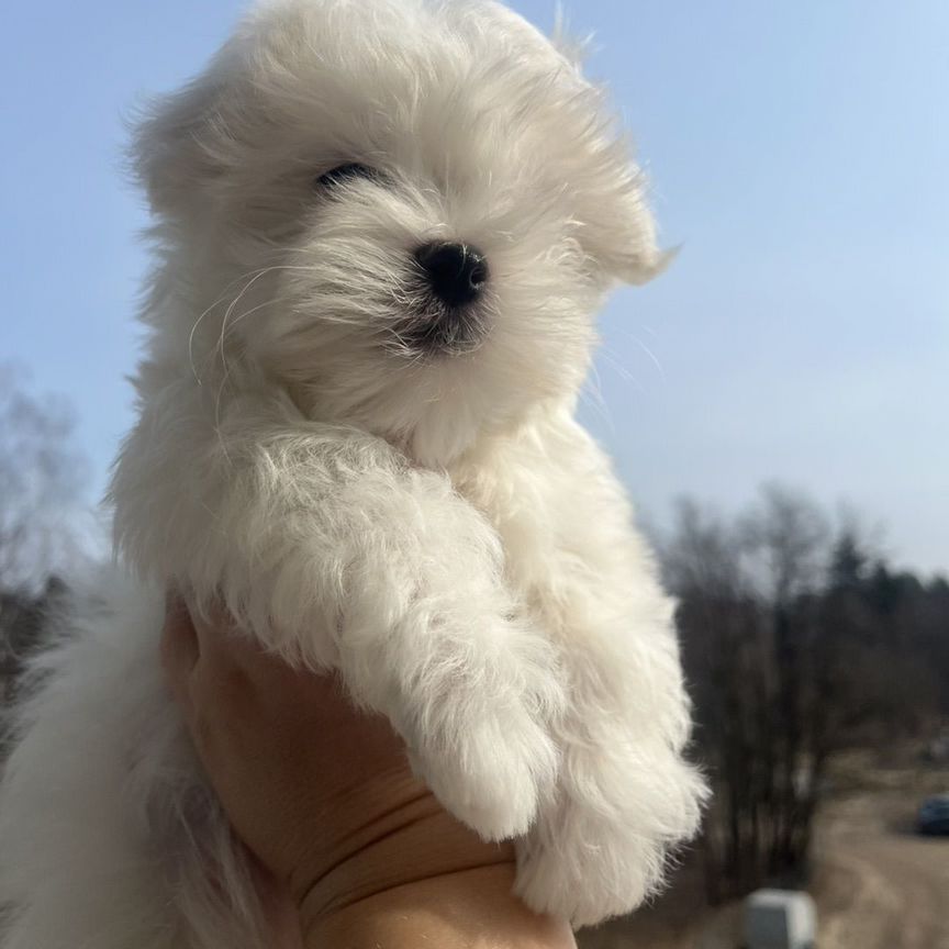 Девочка болонки