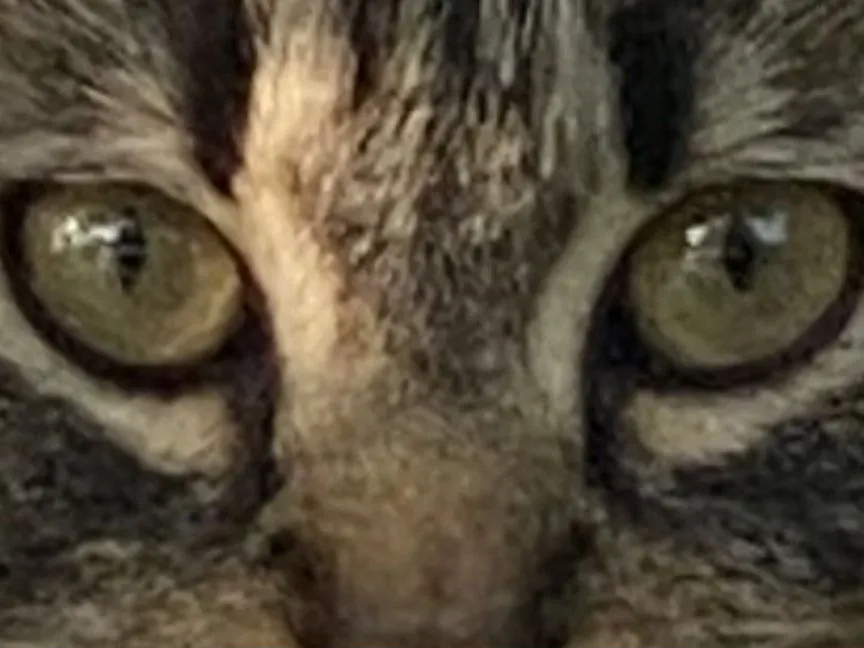 Кошка