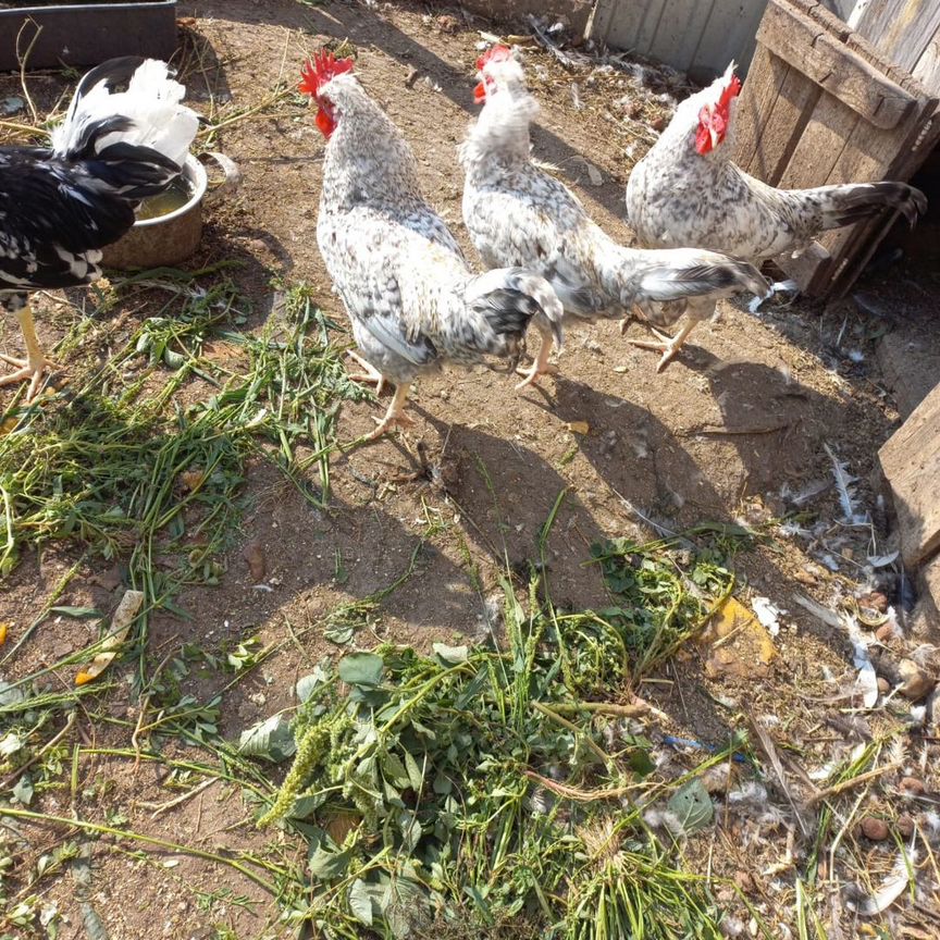 Молодые петушки породы Легбар кремовый и ухейилюй