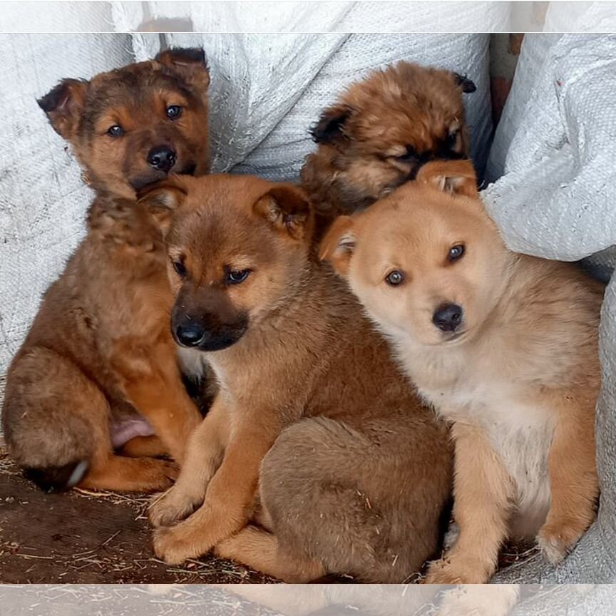 Щенок в добрые руки