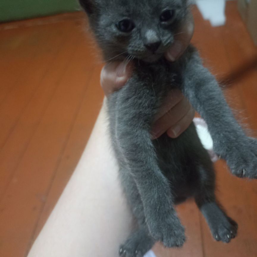 Котята