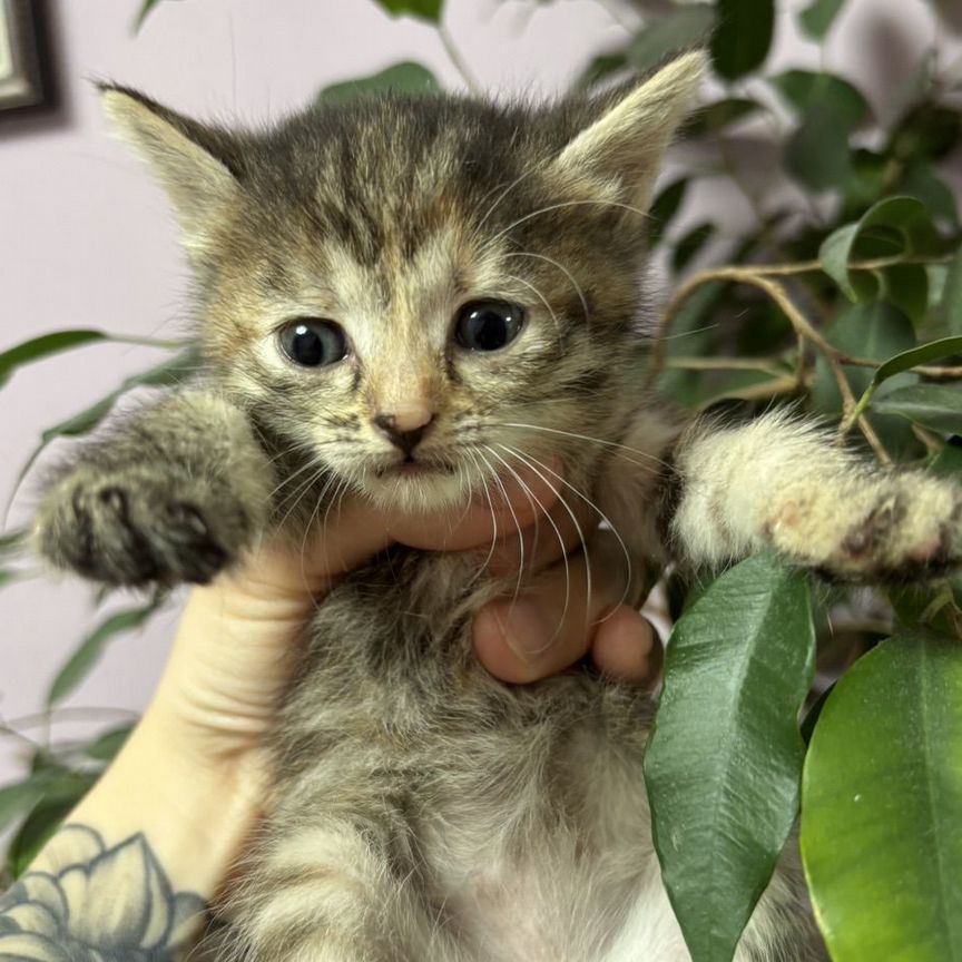 Котята
