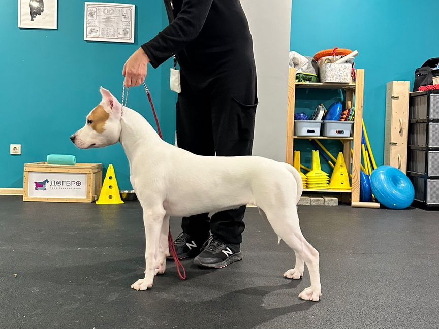 Отдам собаку (Стафорда) в добрые руки