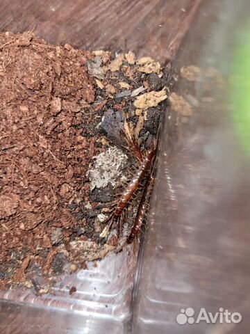 Сколопендра