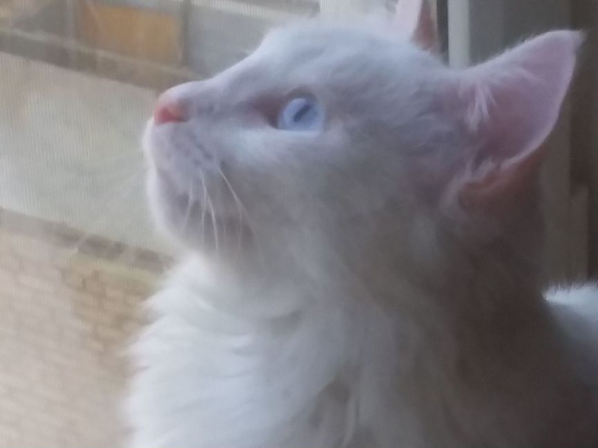 Кошка-подросток