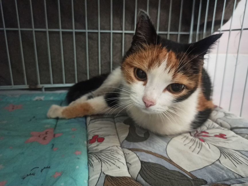 Трёшка ищет хозяина