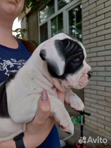 Bello zavr bobbi