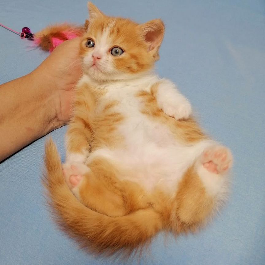 Шотландский вислоухий короткошёрстный котёнок