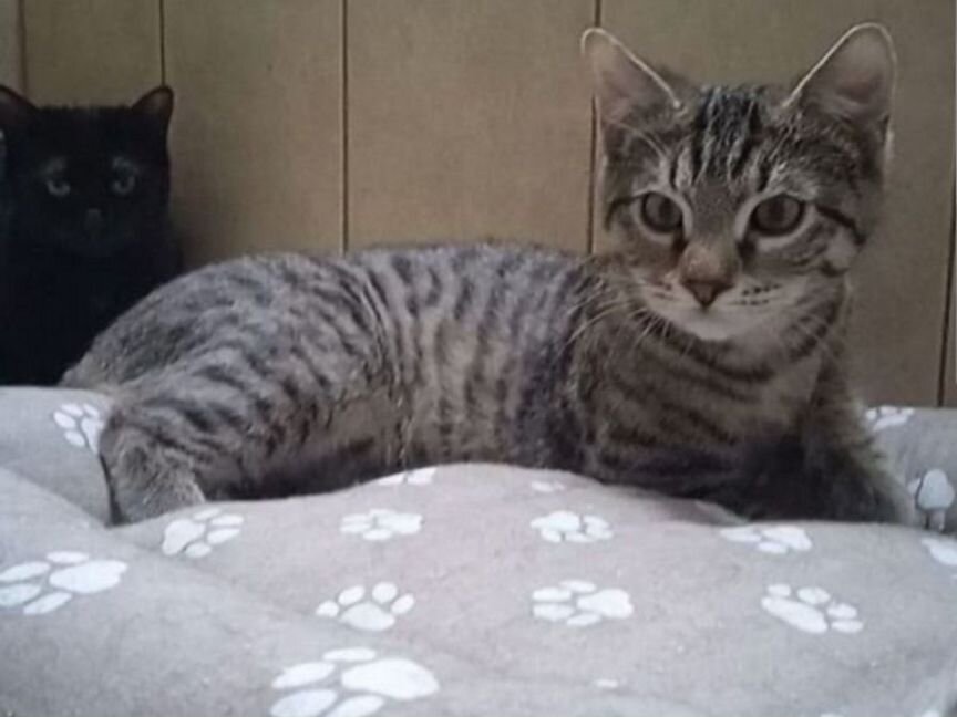 Котенок ищет дом. Шошик ждёт мам/пап в приют