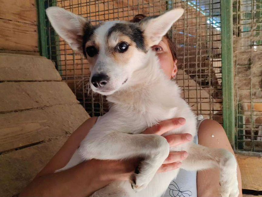 Собака щенок из приюта