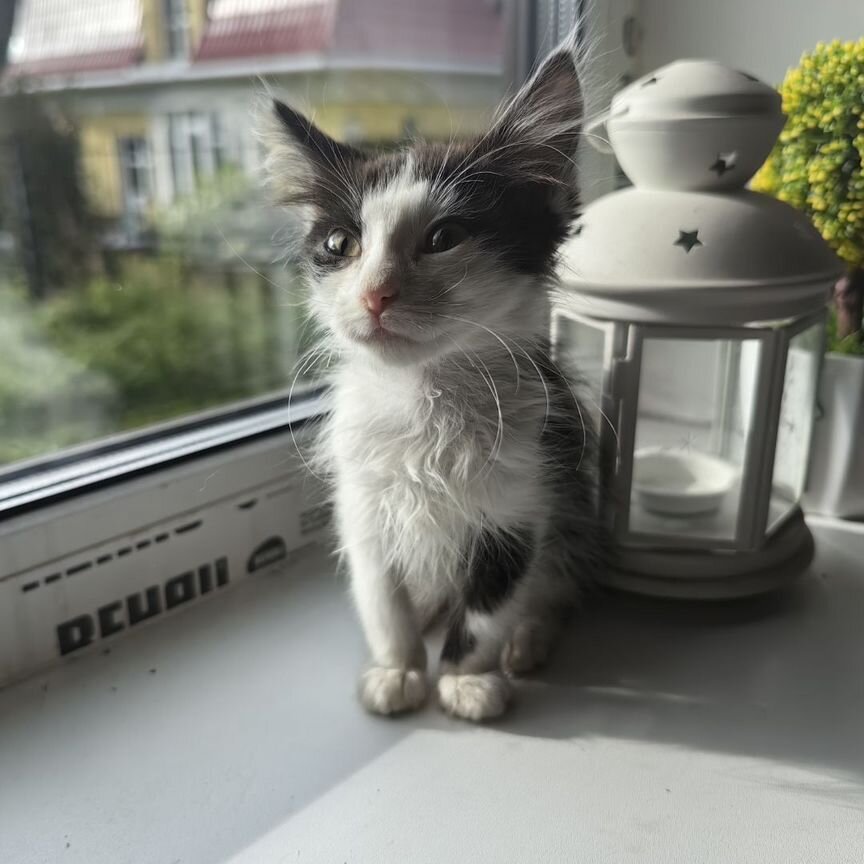 Ласкушка котёнок в добрые руки