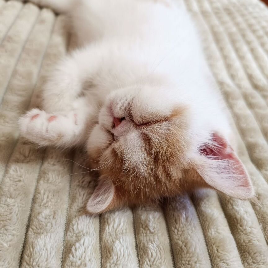 Экзотические котята