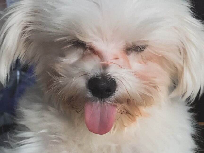 Мальтийская болонка мини мальчик