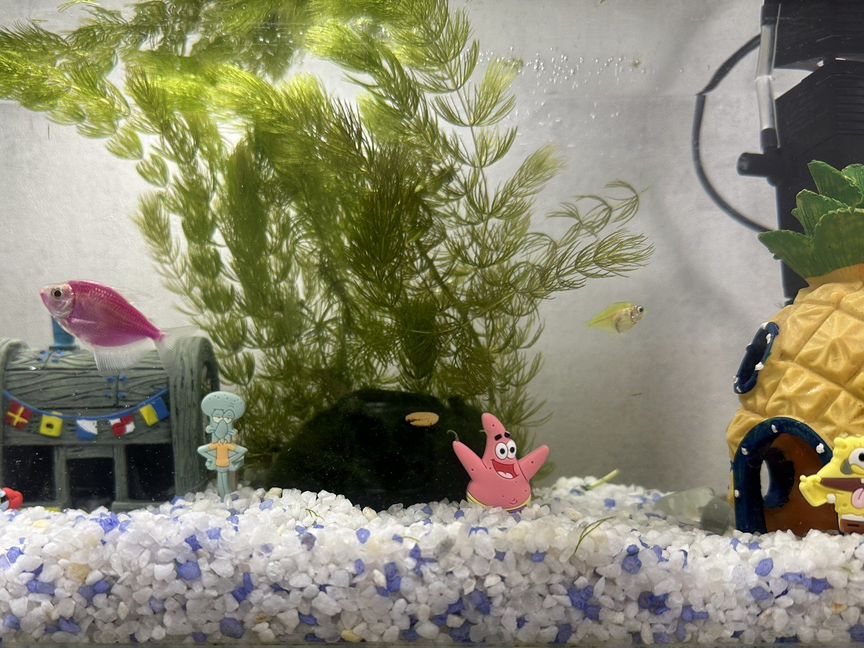 Аквариум полностью оснащенный